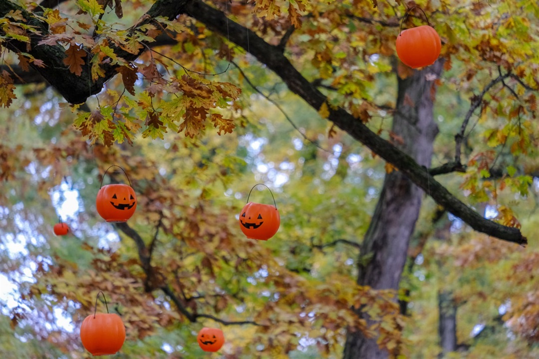 Milham Park will Transform into a Halloween Forest on October 25 Kzoo Parks